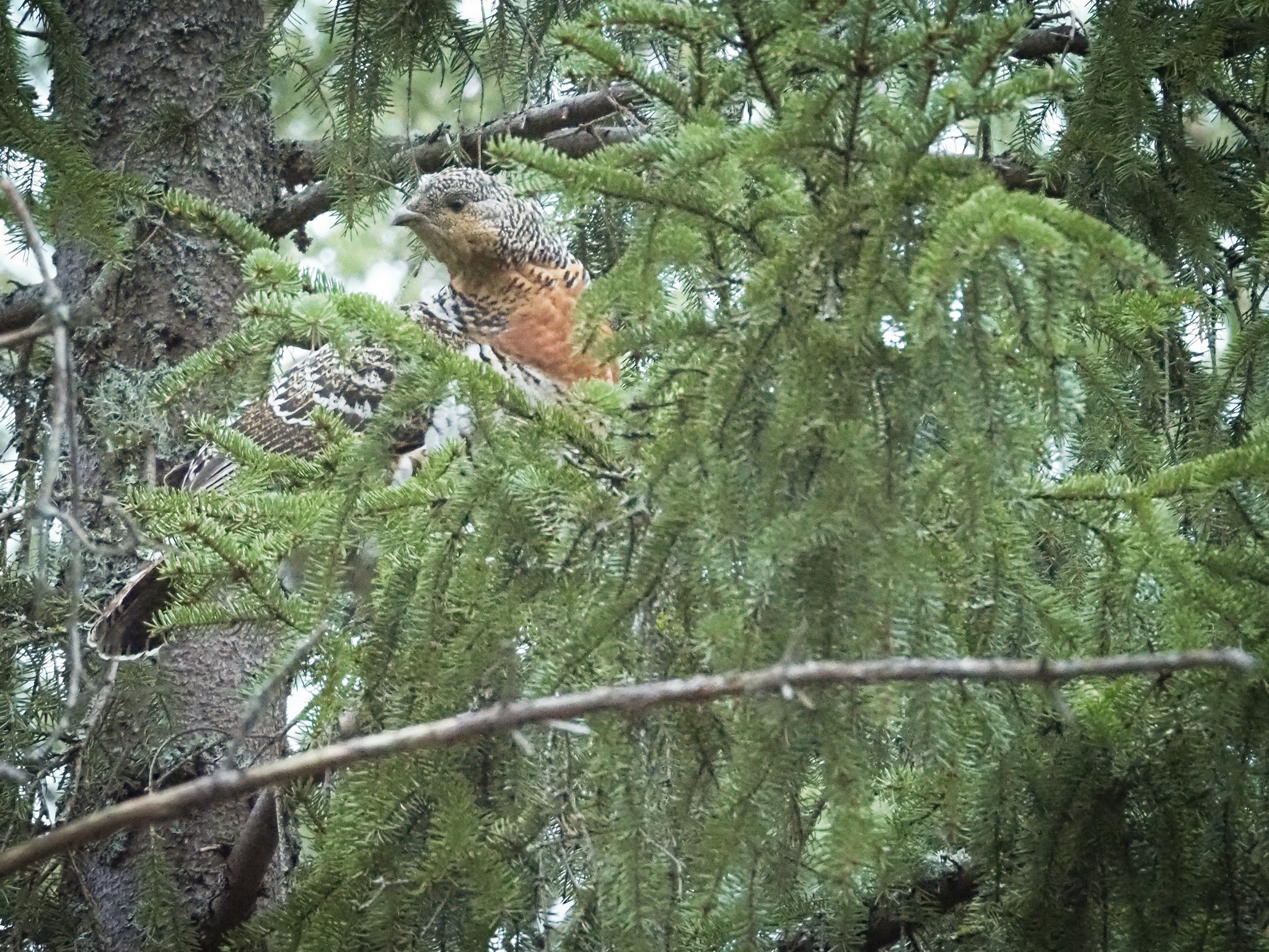Metsästäjä, pystykorva ja metsäkanalinnut – yksi perinteikkäimmistä ...